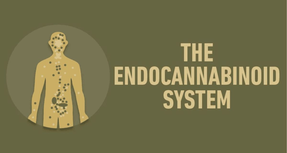 Understanding The Role Of The Endocannabinoid System In Your Body ...